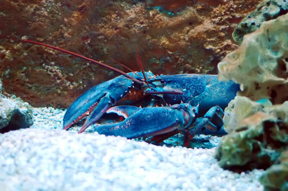 12 Ways Lobsters Adapt to Survive in Harsh Oceans - Animals Around The ...
