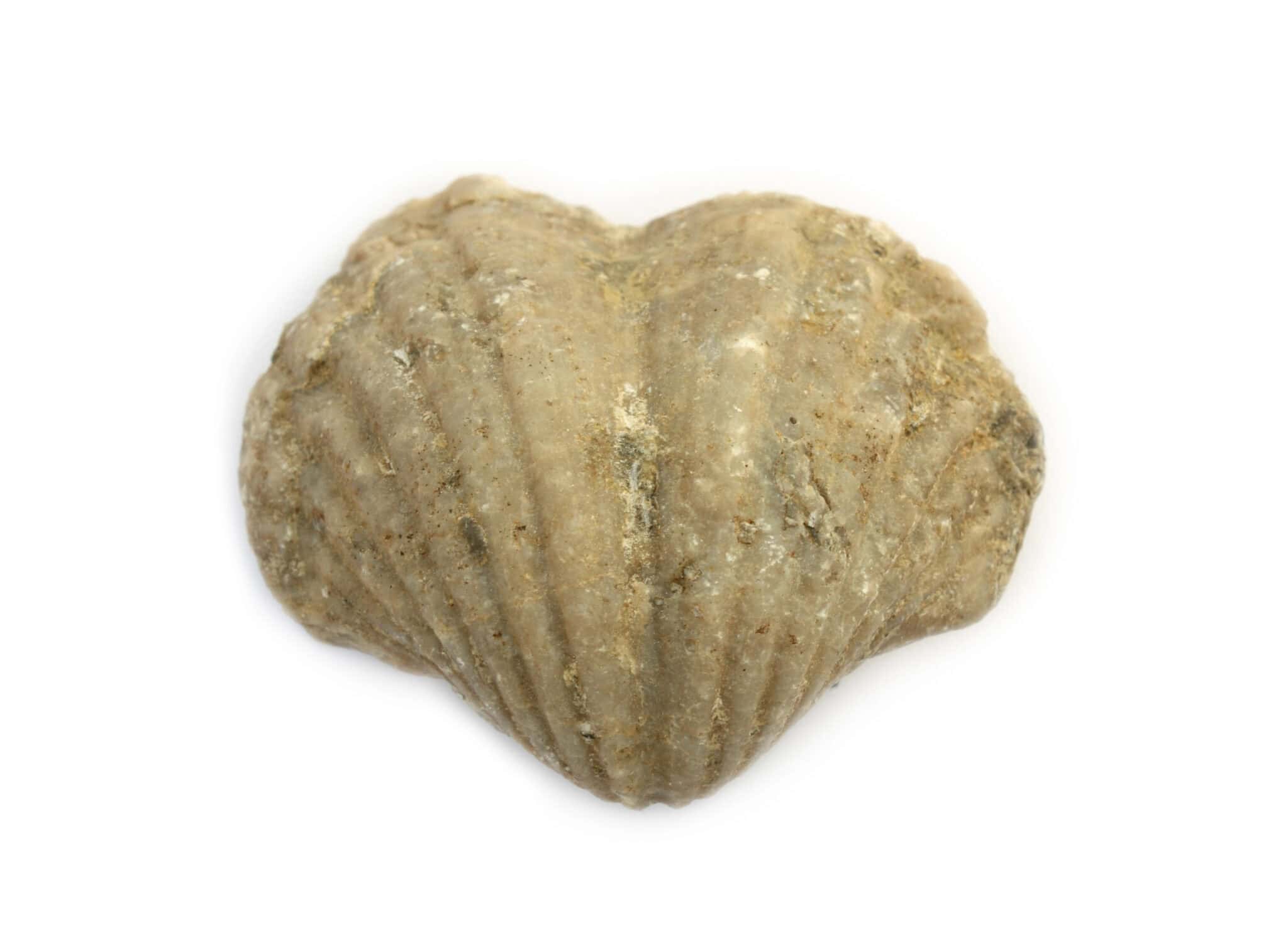Scientists Uncover Evidence of a Prehistoric Ocean in Arizona