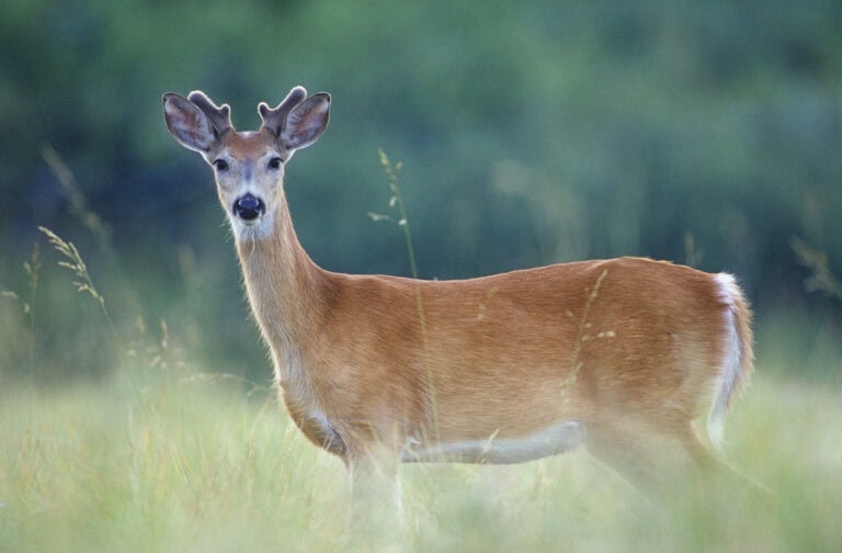 How the Antelope Can Sprint Faster Than Most Predators - Animals Around ...