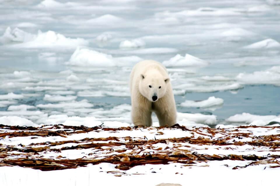 Polar Bear Battles Against The Tide of Plastic Pollution