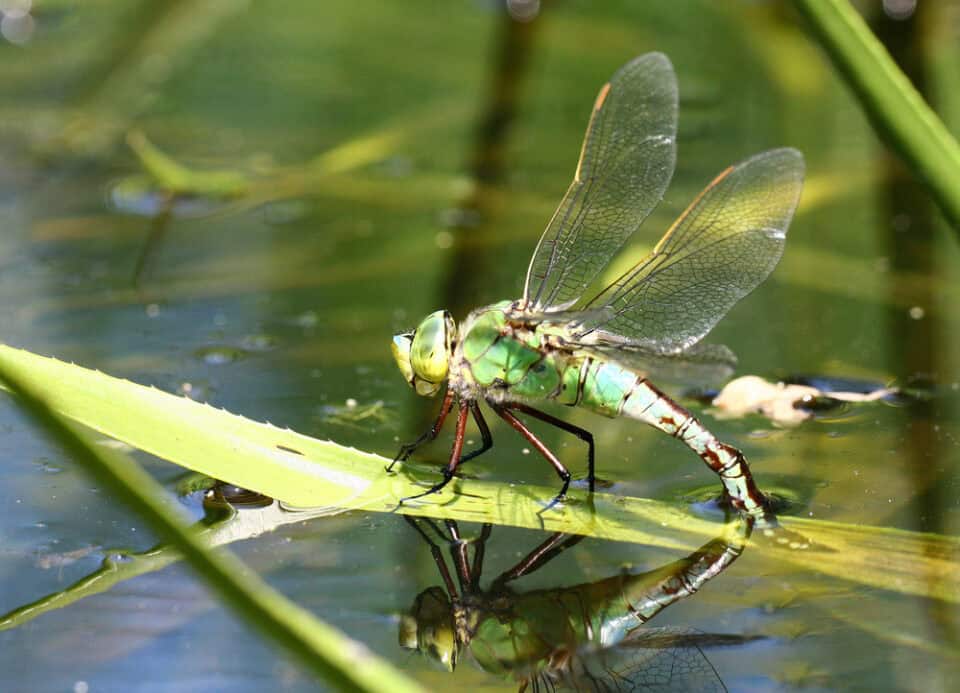 Dragonflies Are the Deadliest Hunters