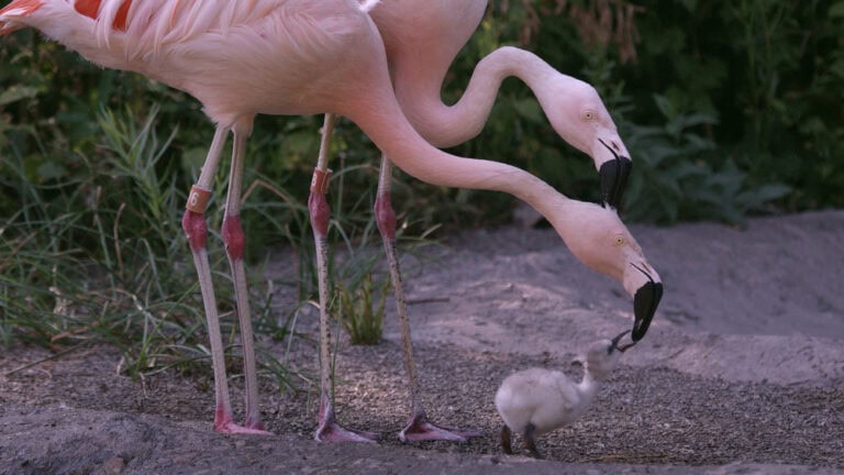 Top 10 Most Lovable Pink Animals - Animals Around The Globe