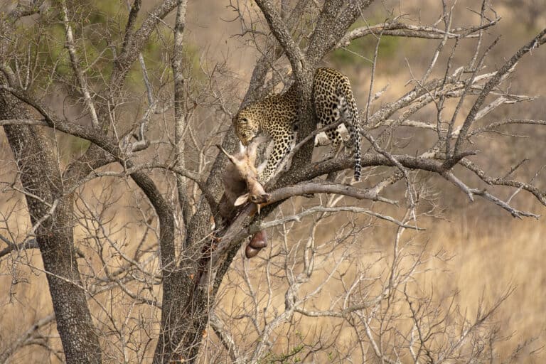 Leopard Attacks Two Men Near South Africa’s Kruger National Park ...