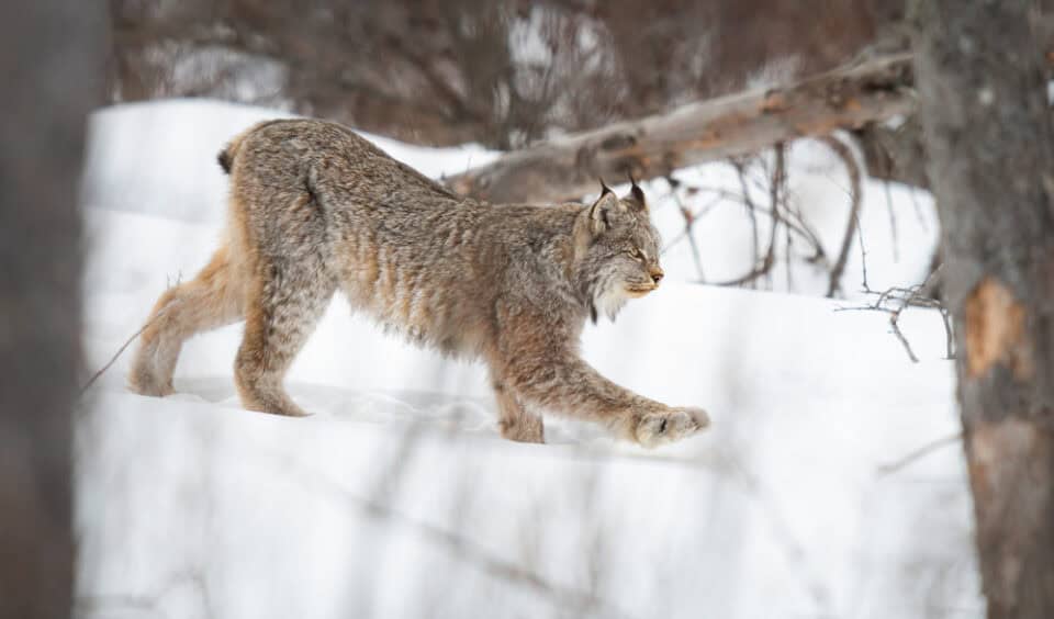 The Lynx Is Quietly Returning to U.S. Forests