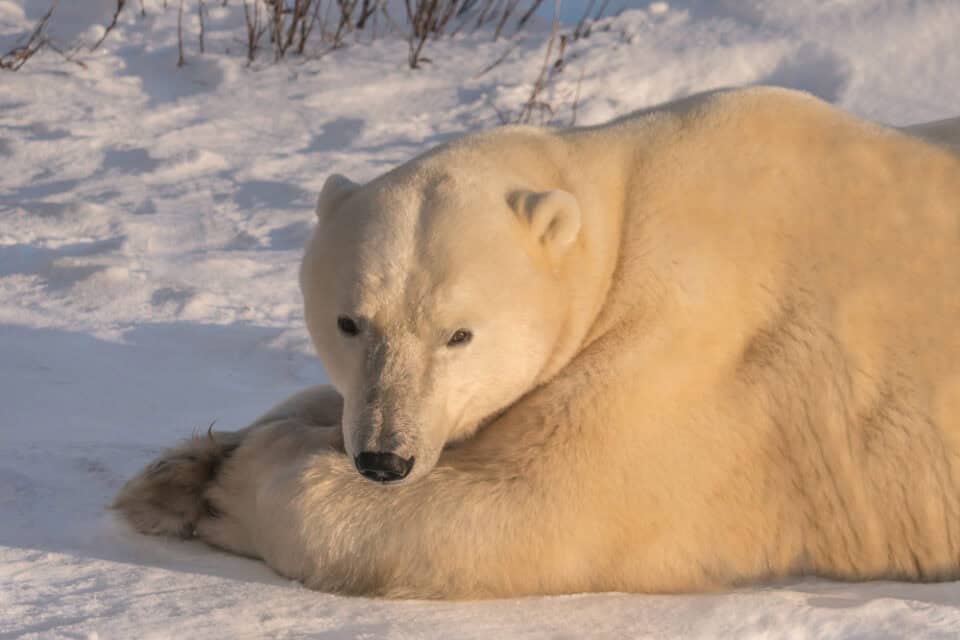 What If Polar Bears Go Extinct? Who’s to Blame? - Animals Around The Globe