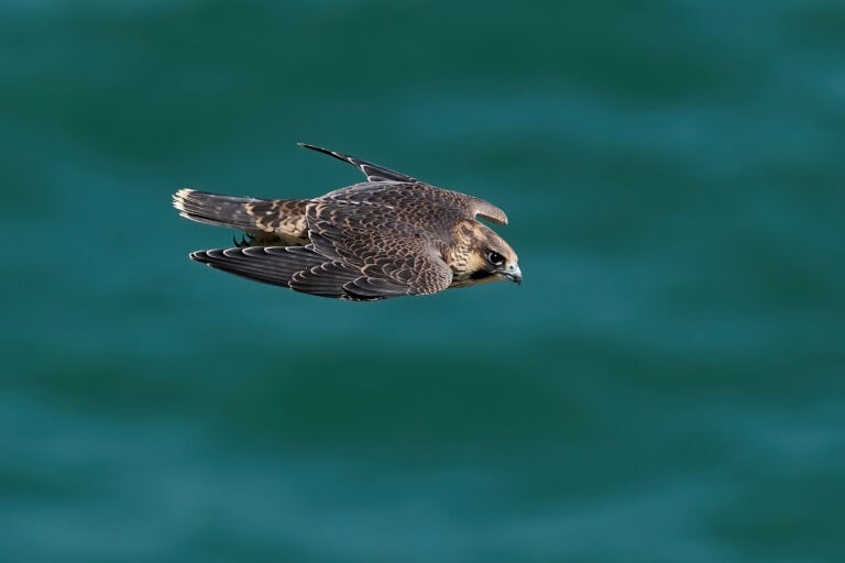 Scientists Track a Falcon Flying 240 MPH - Animals Around The Globe