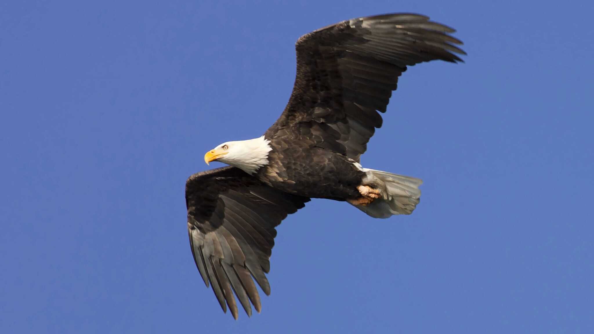 The Most Powerful Bald Eagle Ever Seen in the Wild