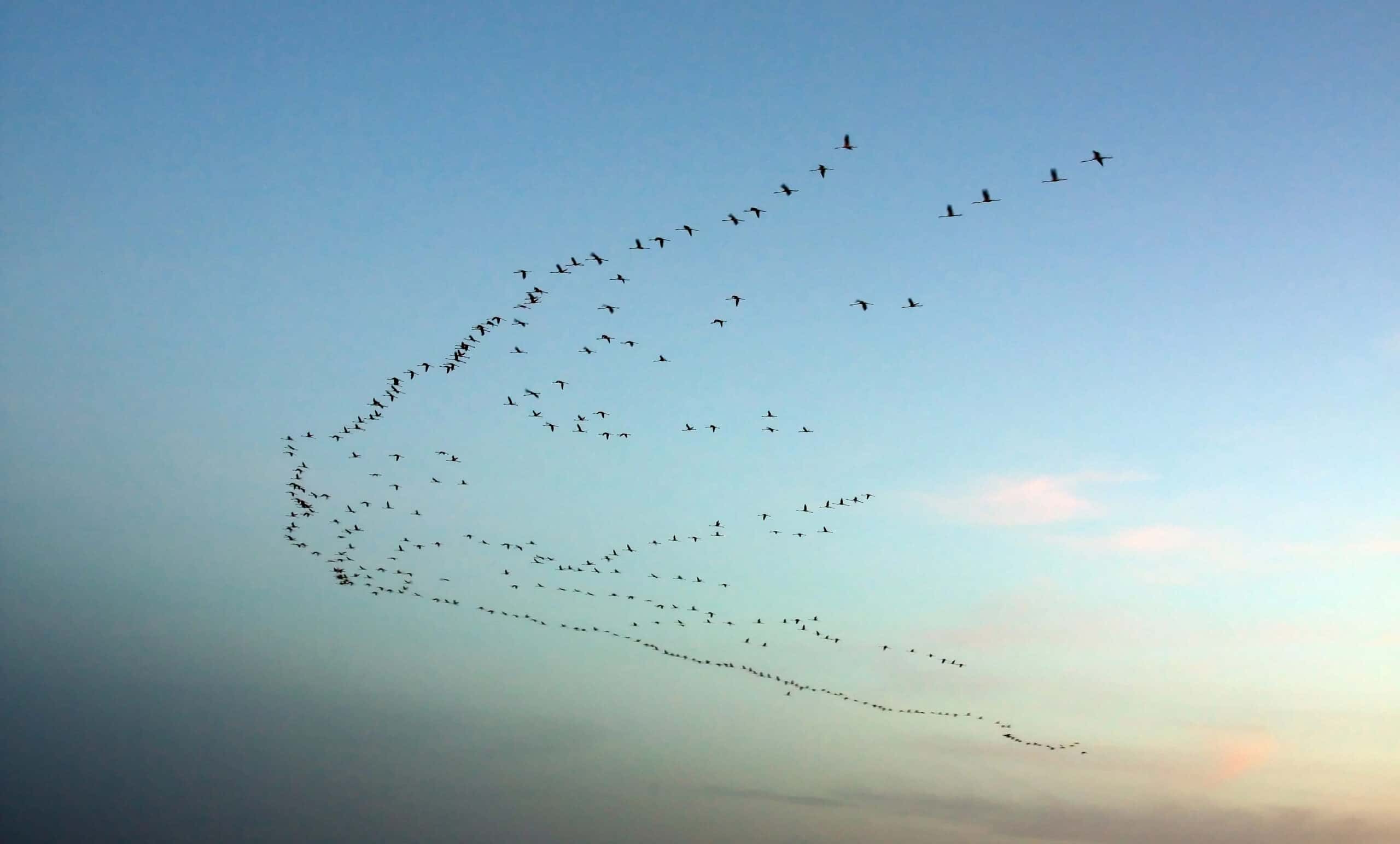 Longest Migrations in the Animal Kingdom - Animals Around The Globe
