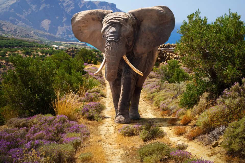 Meet the Strongest Land Mammal in the World - Animals Around The Globe