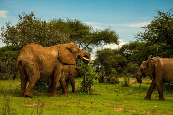 15 Baby Elephant Facts That Will Melt Your Heart - Animals Around The Globe
