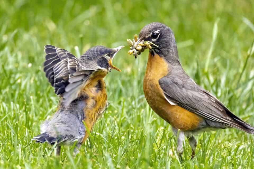 15 Birds With the Most Beautiful Songs - Animals Around The Globe