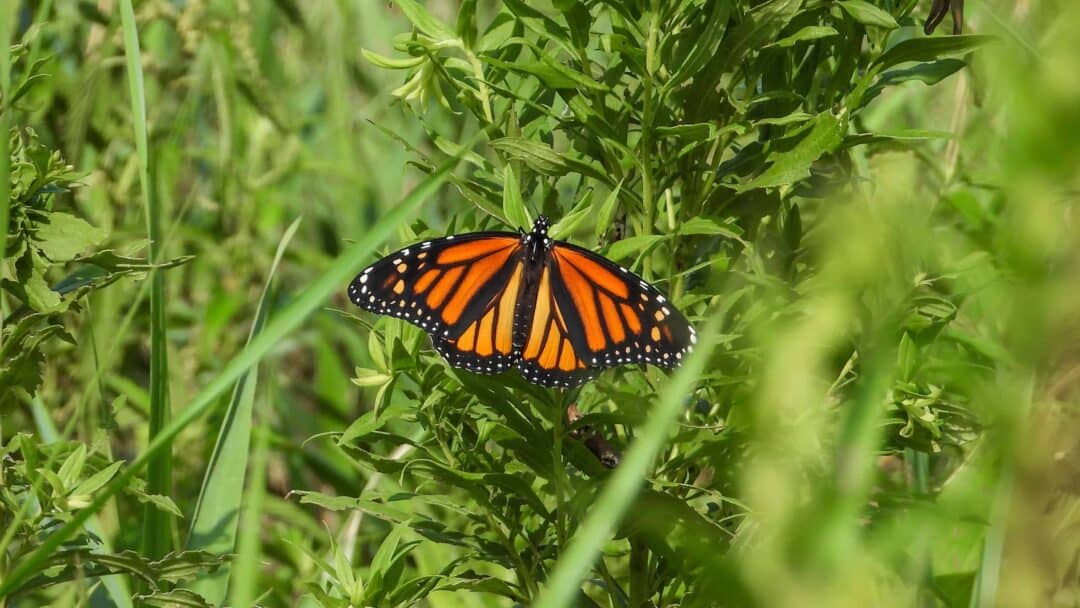 Monarch Butterflies Migrate Thousands of Miles, But How Do They Know ...