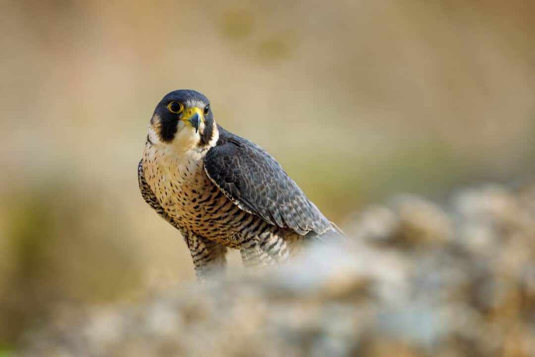 These Birds Have the Sharpest Vision on Earth