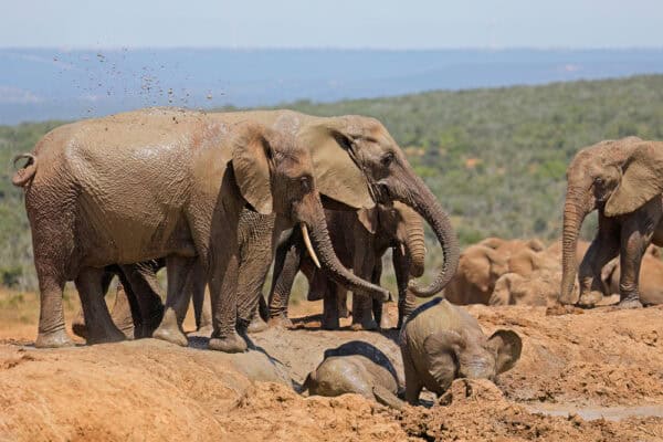 11 Elephant Behaviors That Reveal Just How Smart They Are - Animals ...