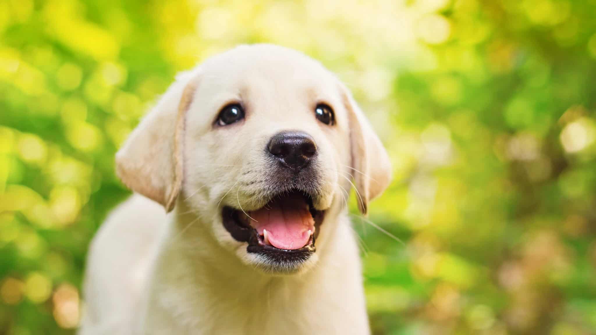 12 Dog Breeds That Struggle With Being Left Alone - Animals Around The ...