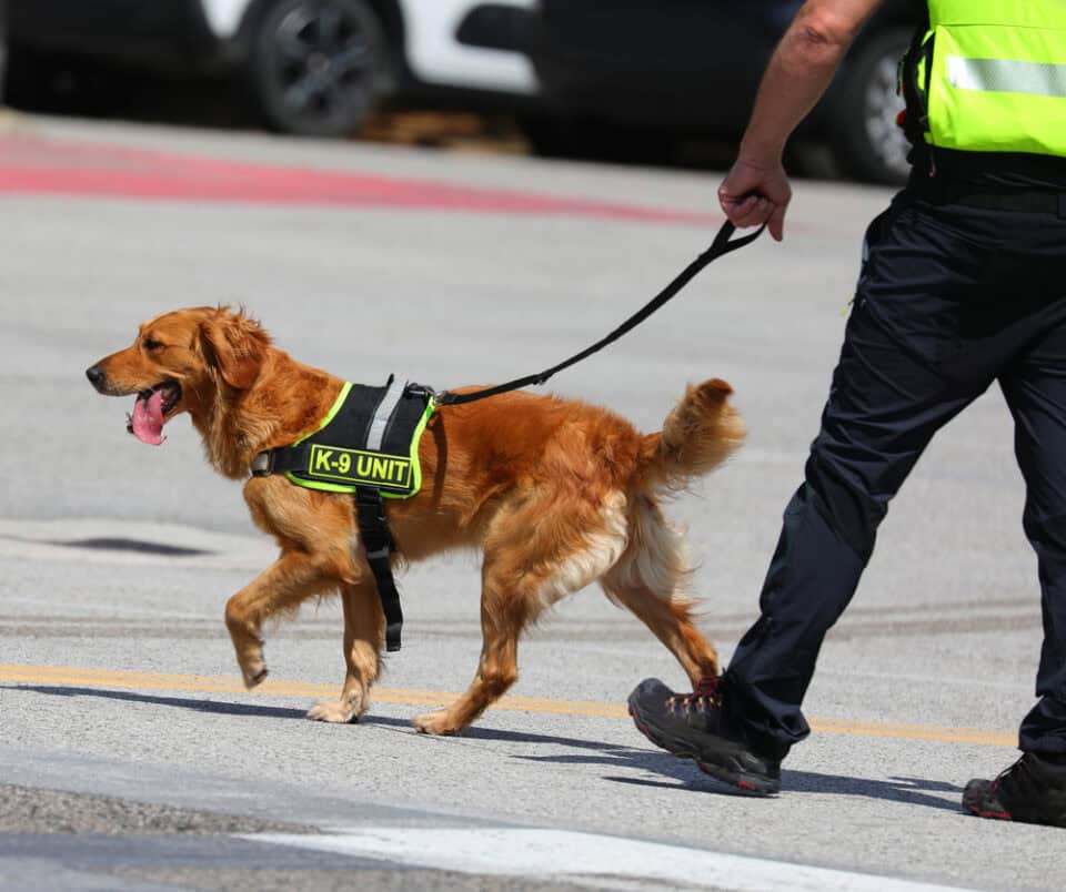 How Project K-9 Hero Gives Retired Working Dogs a New Leash on Life