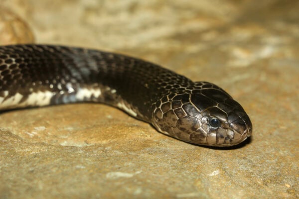 Groundbreaking Discovery of Life-Saving Cobra Venom Antidote