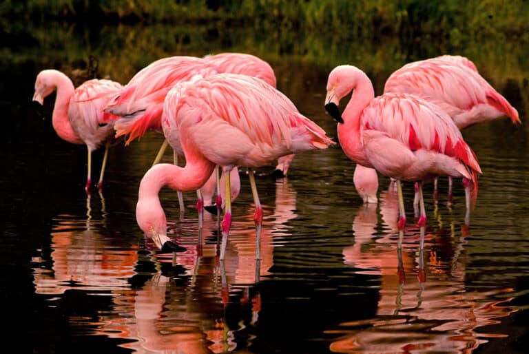 Why Flamingos Are Now Thriving in Unexpected Places