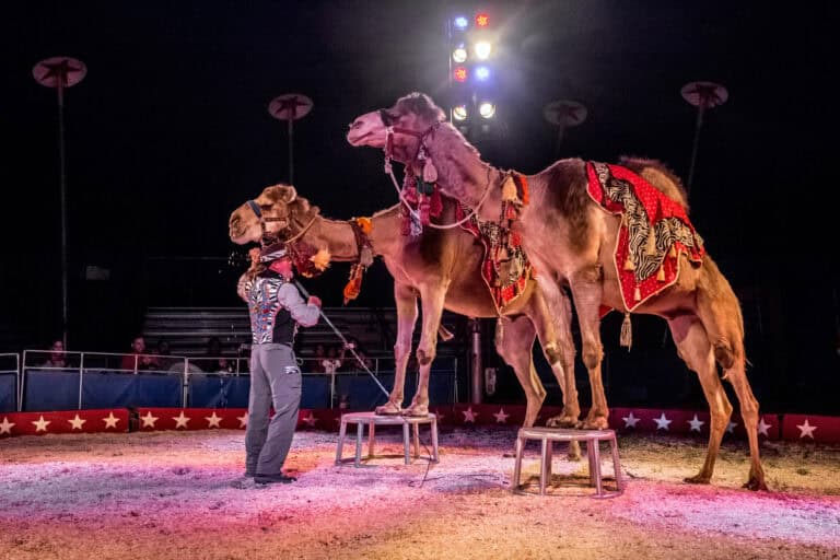 Exposing the Truth About Circus Animals: Is It Time to Ban Them for Good?