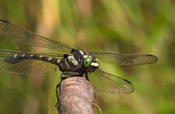 Dragonflies Have a Surprising Symbolic Meaning; Here's What it Means ...