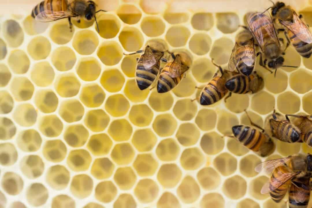 What Happens If Bees Go Extinct Faster Than Expected? - Animals Around ...