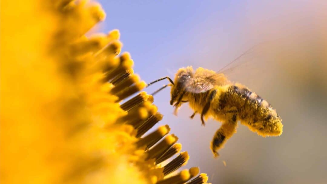 Can Bees Can Be Trained to Detect Bombs? - Animals Around The Globe
