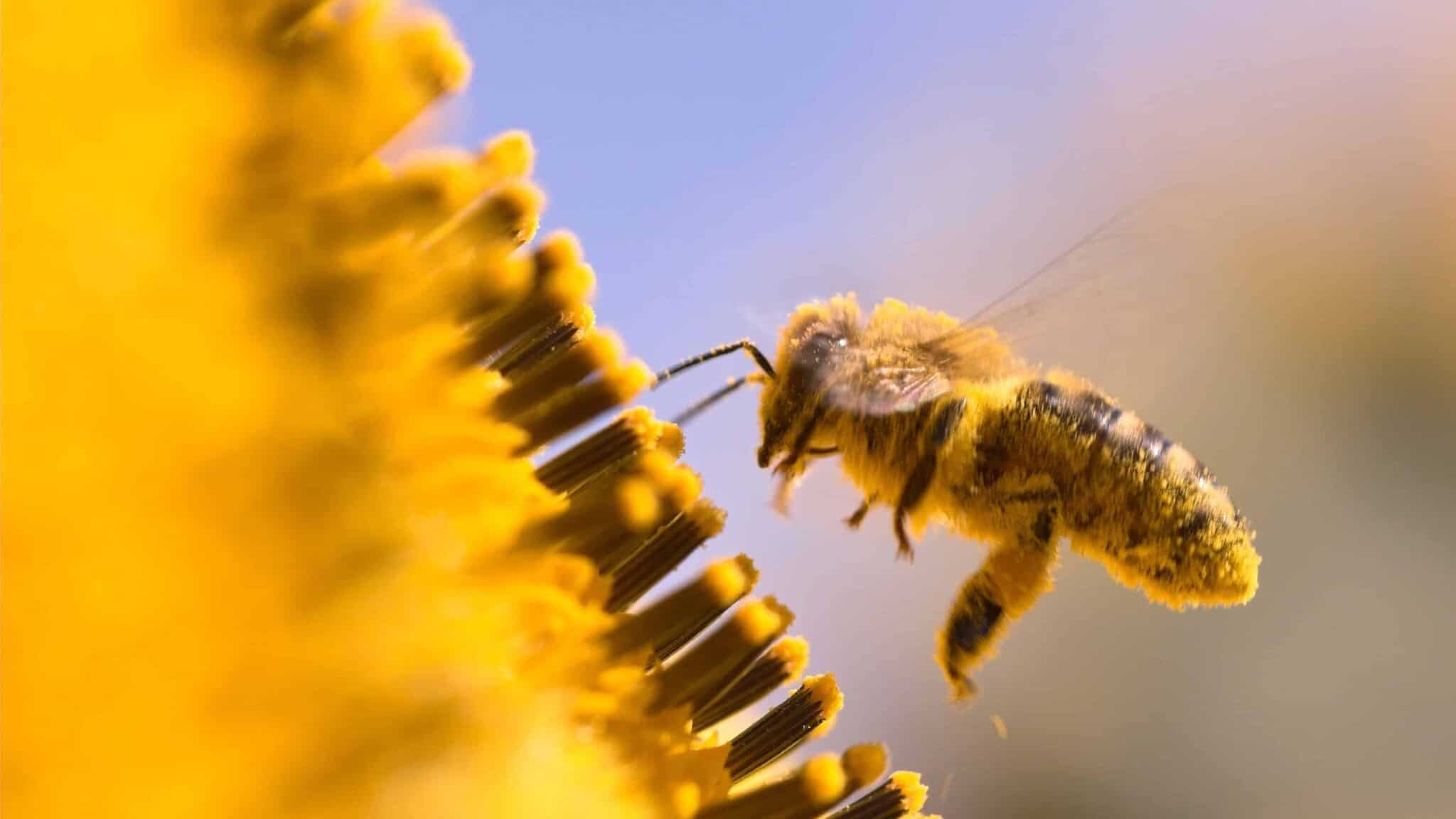 Can Bees Can Be Trained to Detect Bombs? - Animals Around The Globe