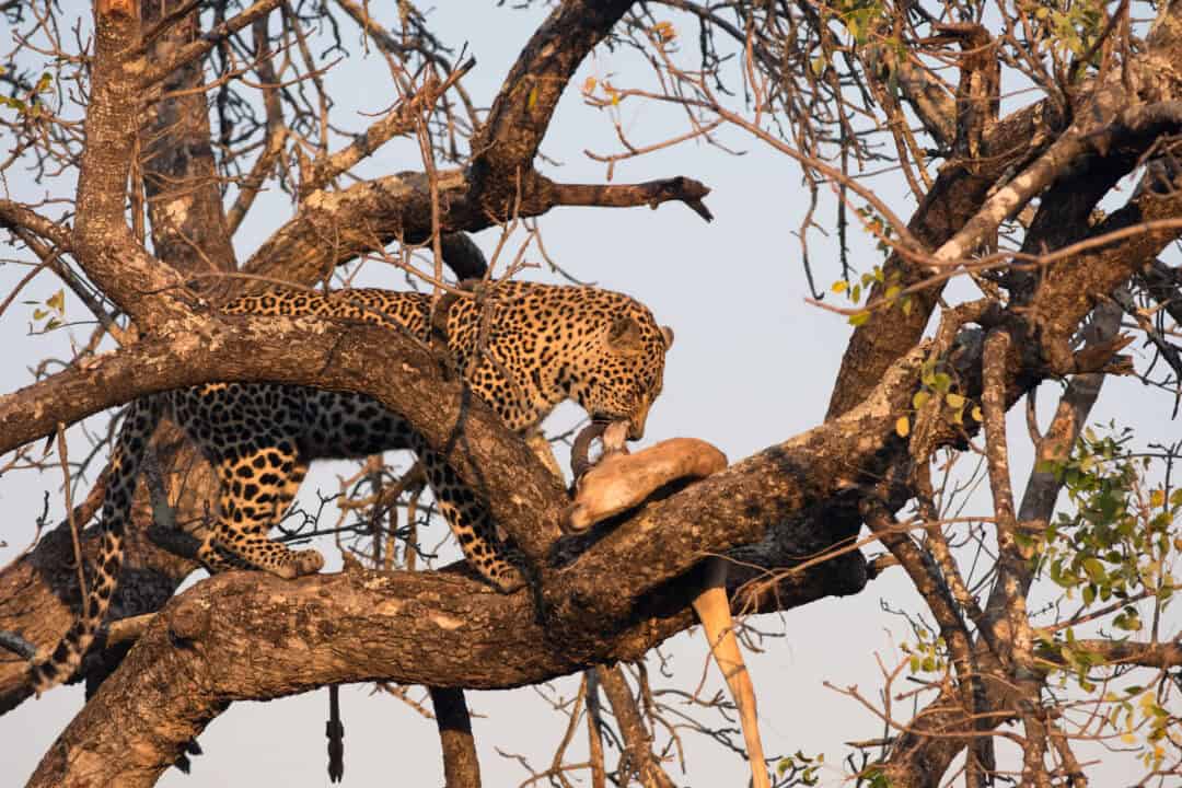 Leopard Attacks Two Men Near South Africa’s Kruger National Park ...