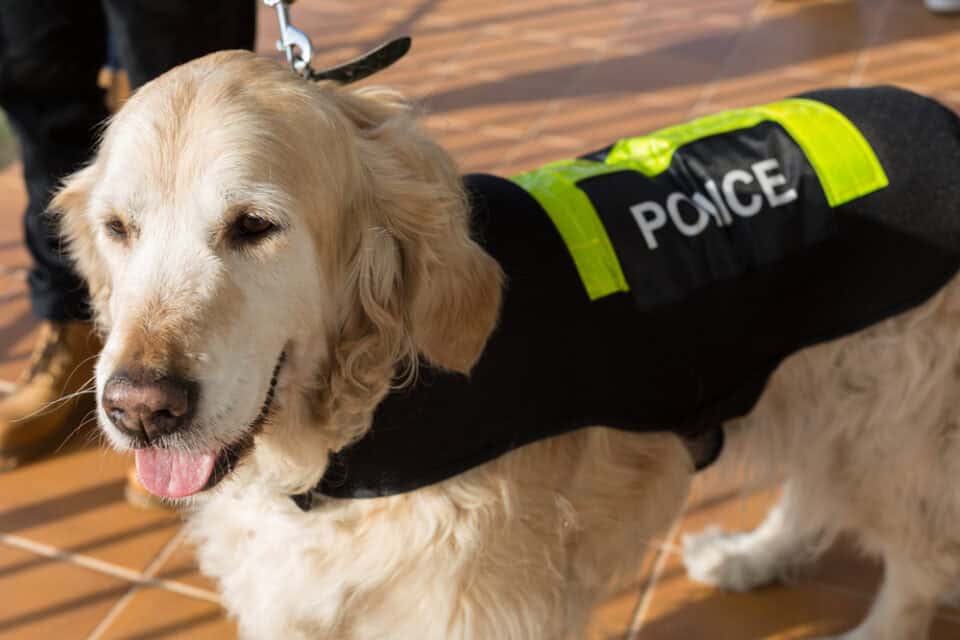 How Project K-9 Hero Gives Retired Working Dogs a New Leash on Life