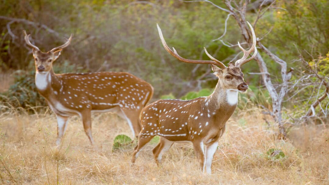 The Invasive Axis Deer is Sweeping Across The USA