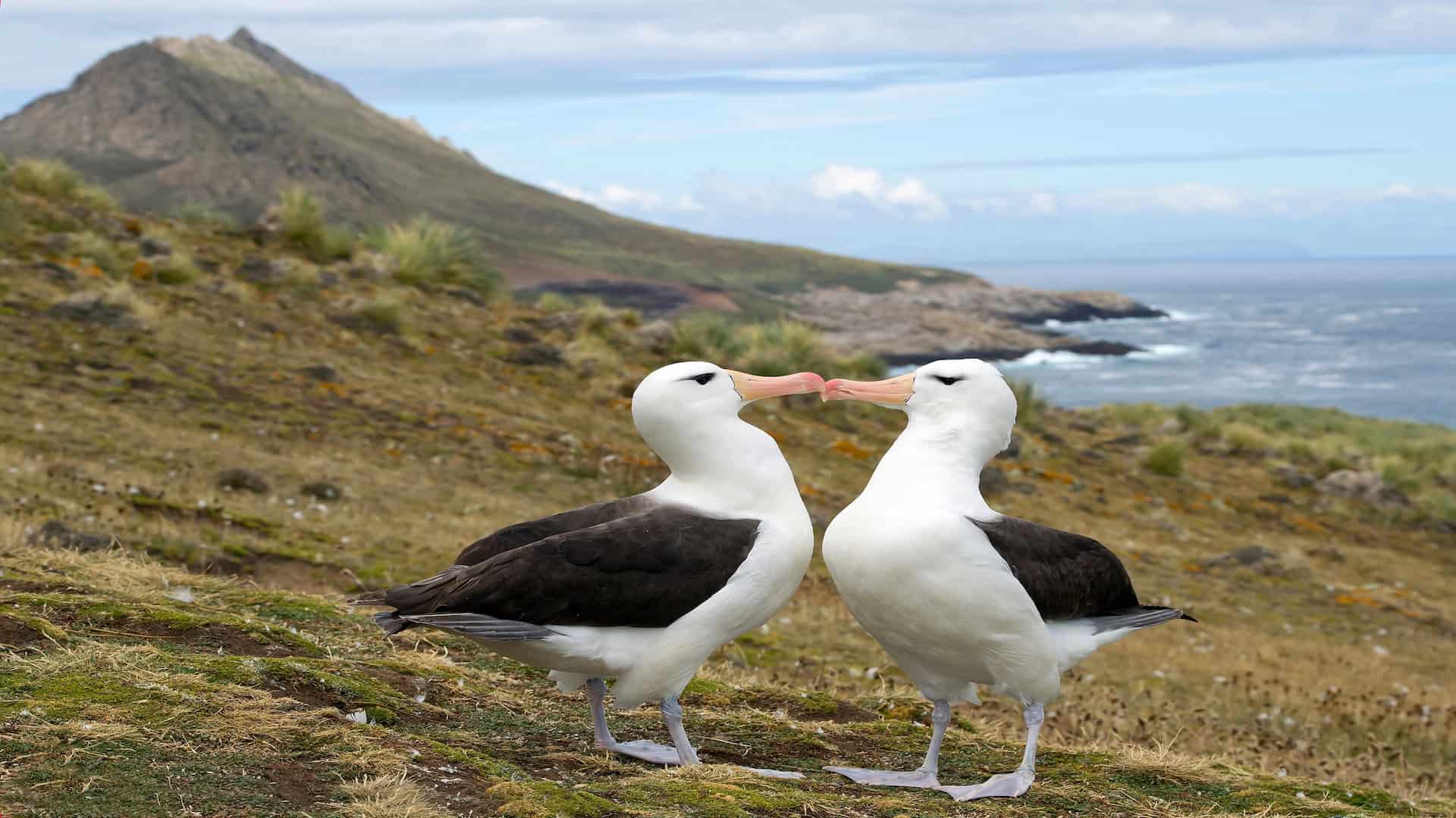 Why Some Birds Mate for Life