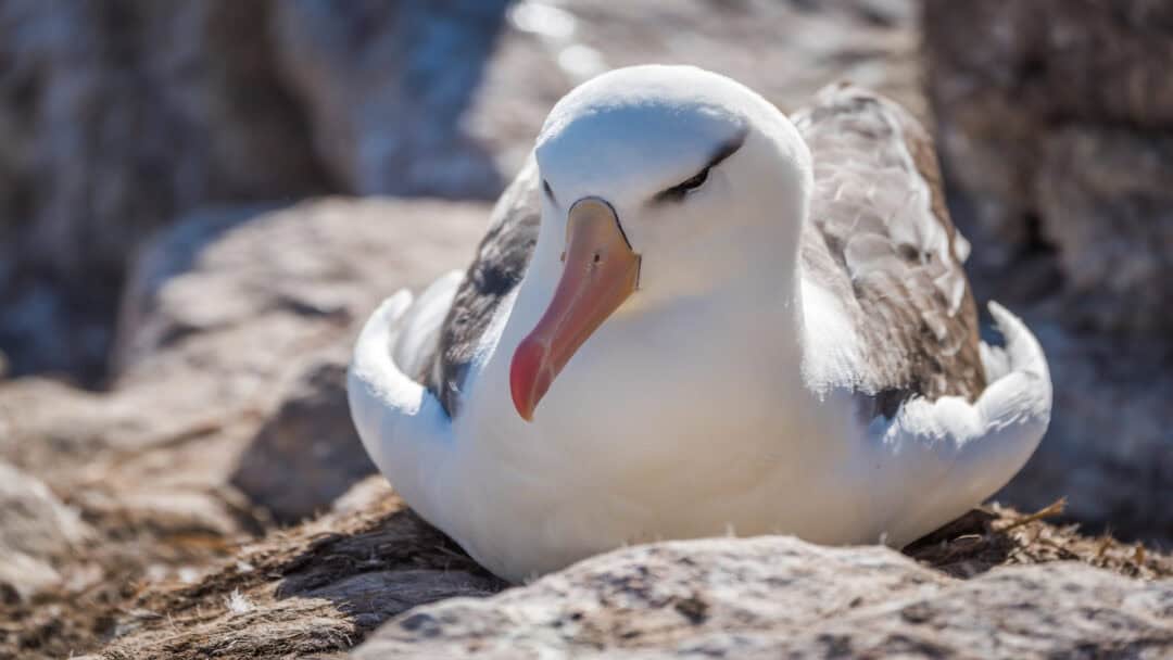 Albatrosses and Their Lifetime Mating Bonds: A True Love Story ...