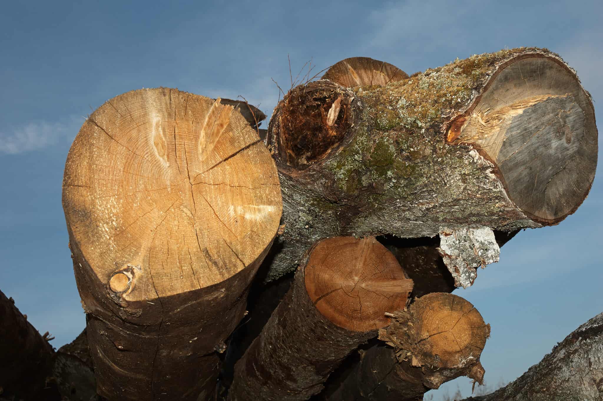 Tree-Killing Emerald Ash Tree Borer Invades North Dakota