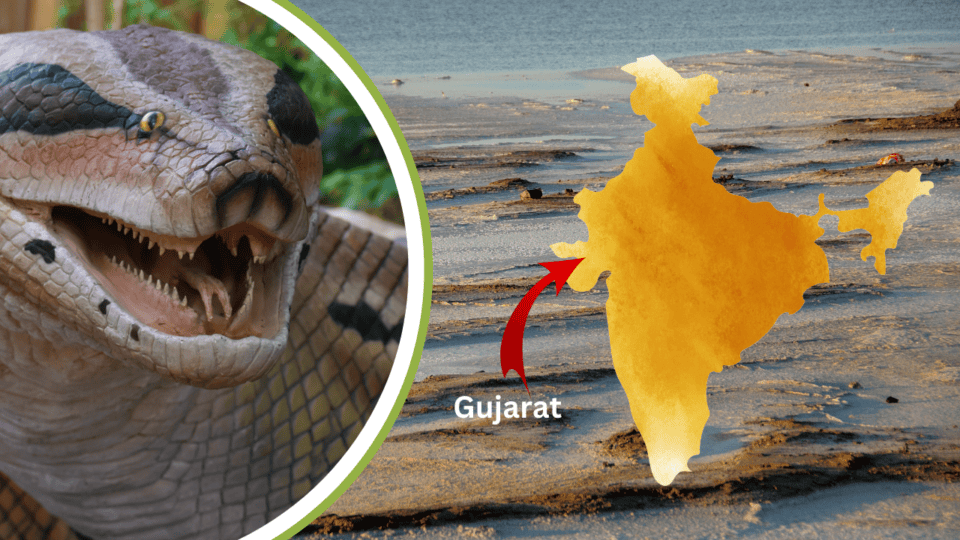 World’s Largest Snake Bigger Than Titanoboa Discovered in India ...