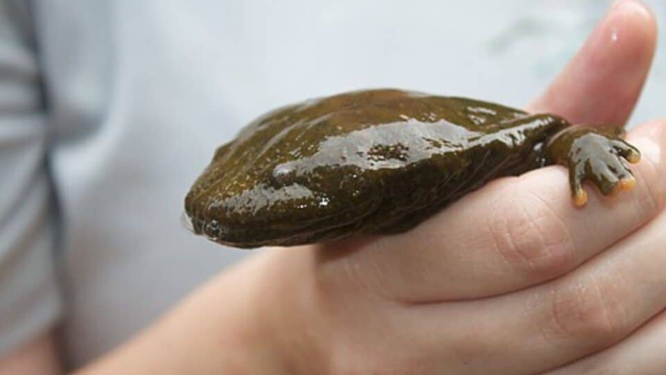 Why the Hellbender Is Known as the 'Snot Otter' - Animals Around The Globe