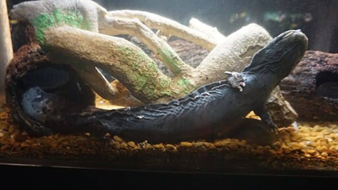 Why the Hellbender Is Known as the 'Snot Otter' - Animals Around The Globe
