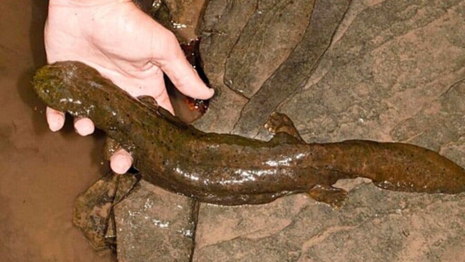 Hope For Hellbenders - Animals Around The Globe