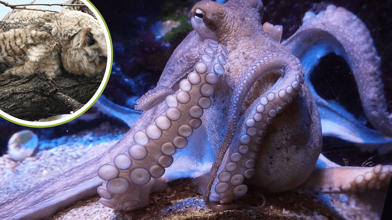 An Octopus Changes Color and Other Extraordinary Ways How Animals Sleep ...