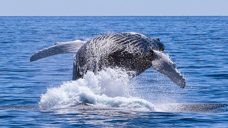 A New Whale Song Pattern Has Scientists Baffled - Animals Around The Globe