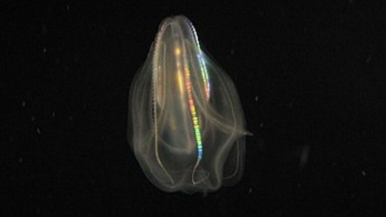 16 Sea Creatures That Glow in the Dark - Animals Around The Globe