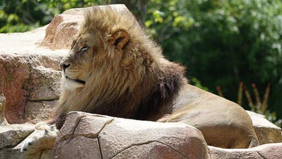 A Pride of Female Lions Unleash an Intense Attack on Lone Male Lion ...