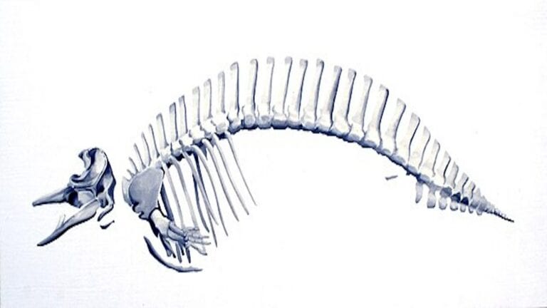 Discovery of Rare Spade-Toothed Beaked Whale in New Zealand