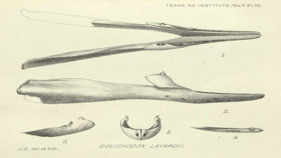 Discovery of Rare Spade-Toothed Beaked Whale in New Zealand