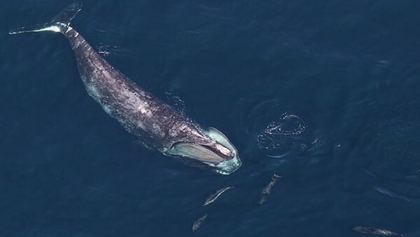 A New Whale Song Pattern Has Scientists Baffled - Animals Around The Globe