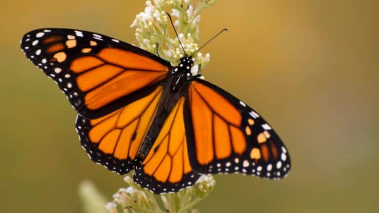 Monarch Butterflies Migrate Thousands of Miles, But How Do They Know ...