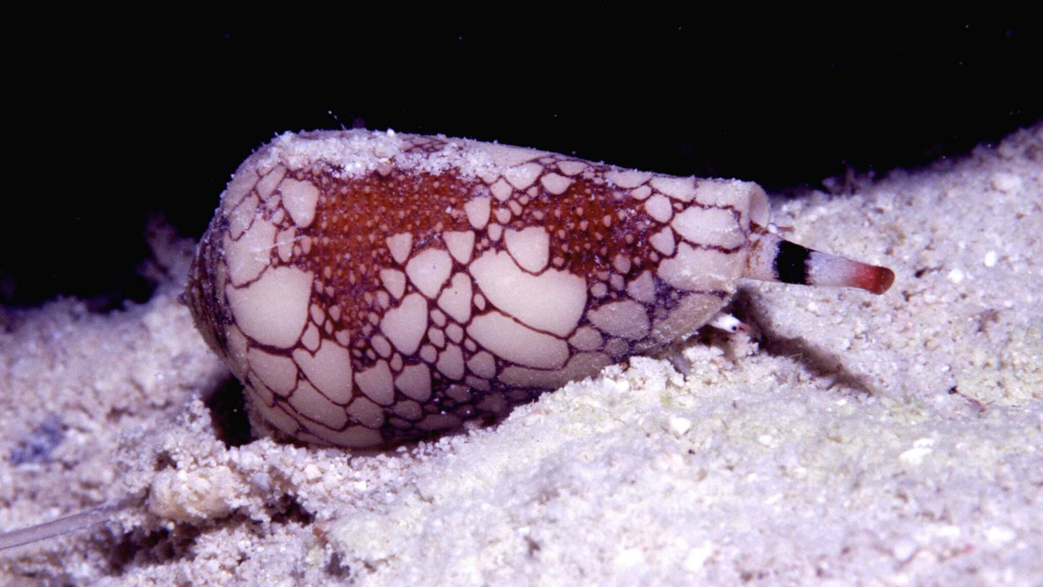 The 10 Deadliest Venomous Creatures on Earth—#1 Kills in Under 5 ...