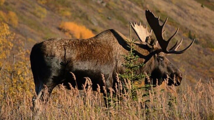 15 Animals and Wildlife that Start with M - Animals Around The Globe