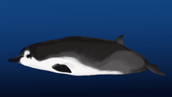 Discovery of Rare Spade-Toothed Beaked Whale in New Zealand