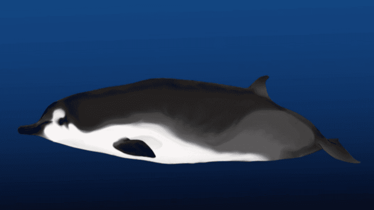 Discovery of Rare Spade-Toothed Beaked Whale in New Zealand