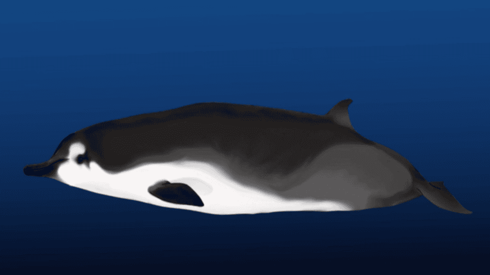 Discovery of Rare Spade-Toothed Beaked Whale in New Zealand
